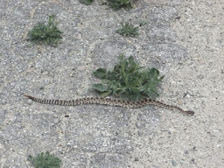 Puente Hills Nature: The snake days of spring
