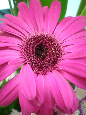 Flowers in Love: Fancy some purple 'T'? - Vertical Shape (Inverted T)