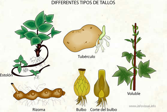TERCER Y CUARTO AÑO. ESCUELA RURAL Nº 21. SALTO: Clasificación de tallos