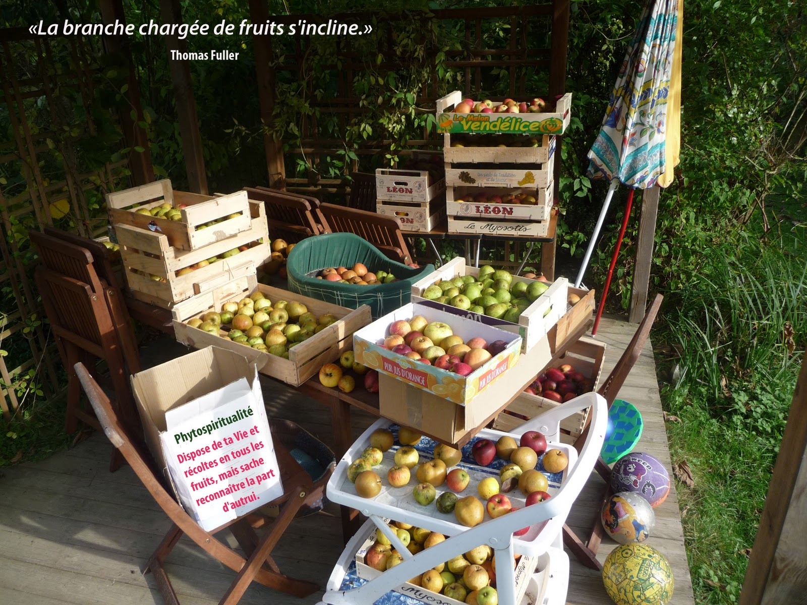 Phytospiritualité: Récolter les fruits...