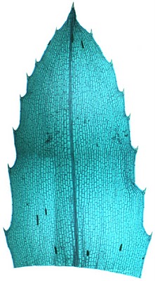 Uji Sel Hidup & Sel Mati Tumbuhan | BIOLOGIPEDIA