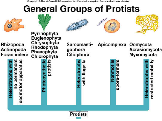 Protista | BIOLOGIPEDIA