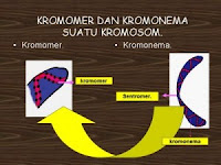 Bagian Kromosom | BIOLOGIPEDIA
