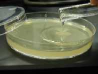 Pembuatan Medium Pembiakan Bakteri | BIOLOGIPEDIA