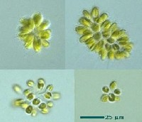 Chrysophyta (Ganggang Keemasan) | BIOLOGIPEDIA