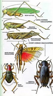 Insecta | BIOLOGIPEDIA