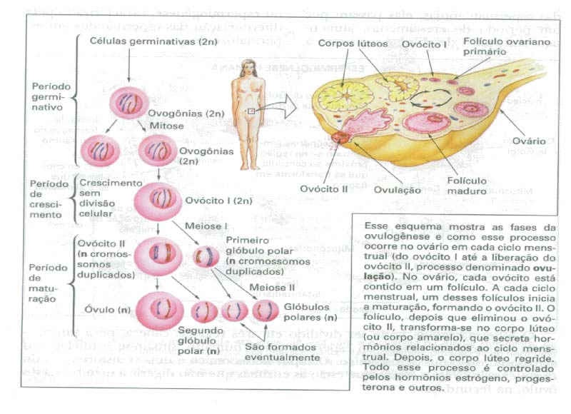 REPRODUÇÃO E DESENVOLVIMENTO