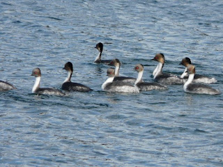 COA Tintica - Aves de Villa La Angostura: Macá Plateado (Podiceps ...