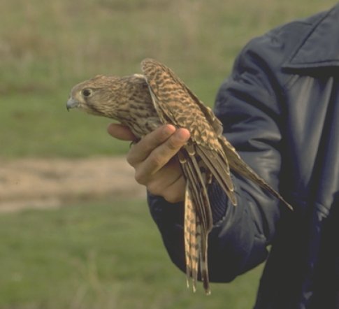 Messina: Falchetto cade nell'Alcantara e viene salvato dai volontari ...