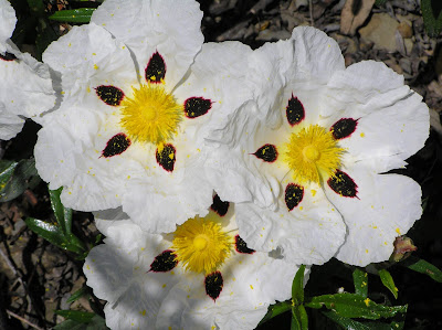 Flor de Jara Pasaloda