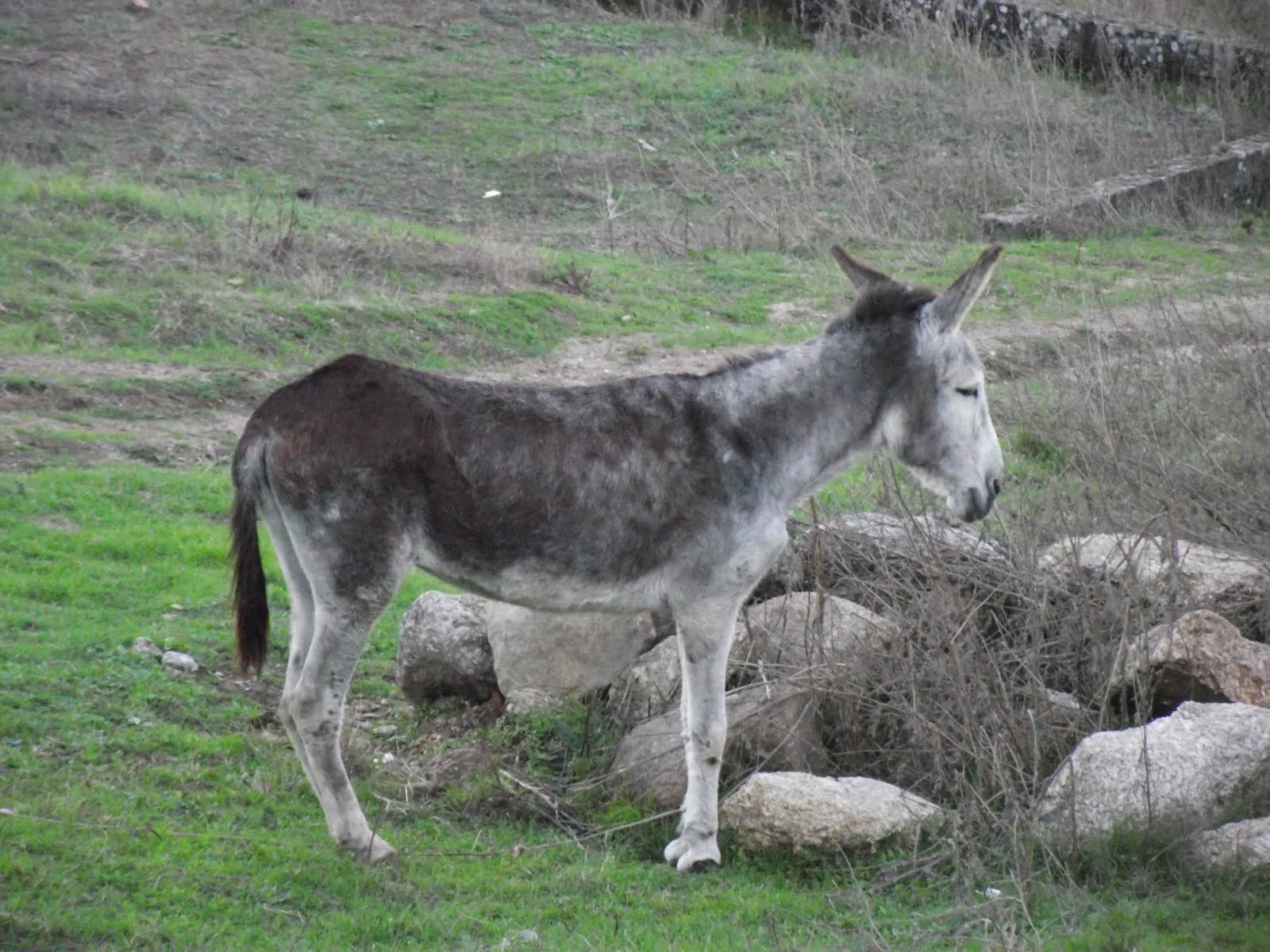 Trajinha: O Burro! Um Animal de Trabalho em Vias de Extinção.