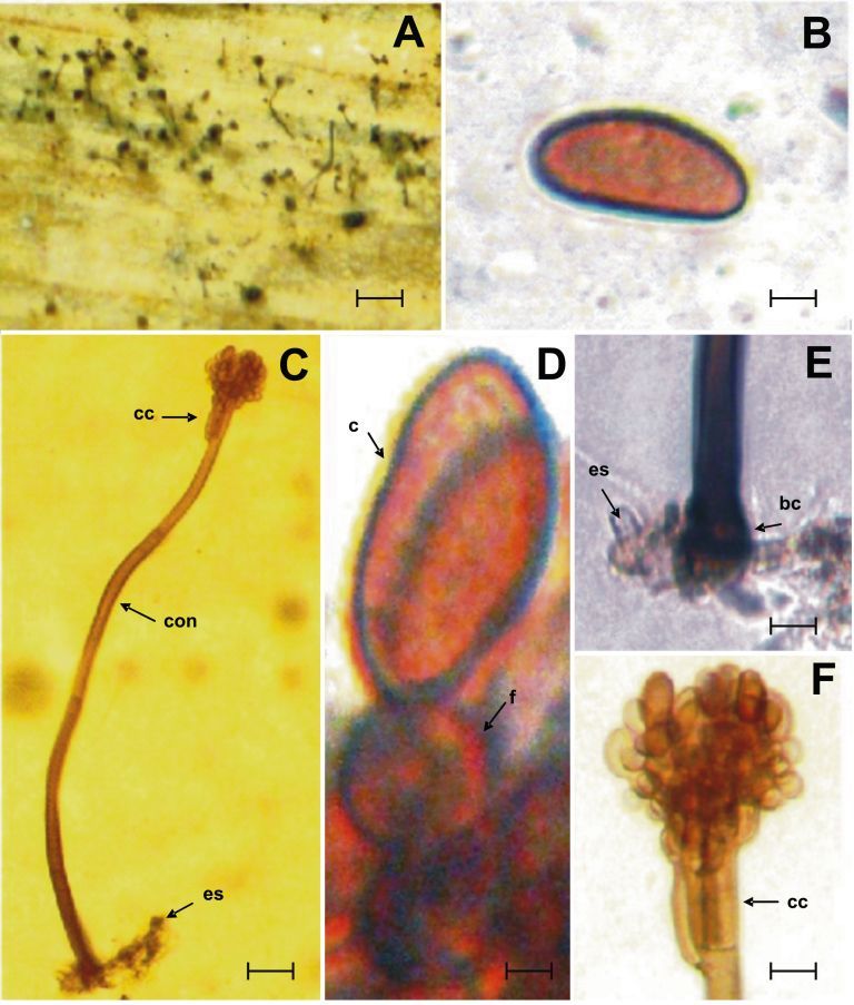 ESTUDOS EM DOENÇAS DE PLANTAS - IFGoiano - Campus Urutaí: ASPECTOS ...