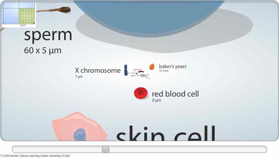 Maximizing Progress: Life Zoomer ~ U of Utah's Learn.Genetics Tool!