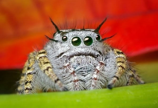 Maximizing Progress: Alien-Looking Spiders ~ Nature's Cool Wierdness!
