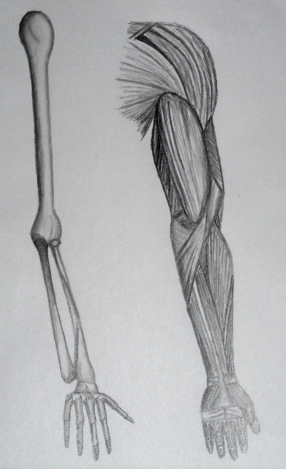 Nathan's Art: Anatomy Human Arm