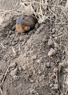 Boise, ID Wildlife Control and Removal