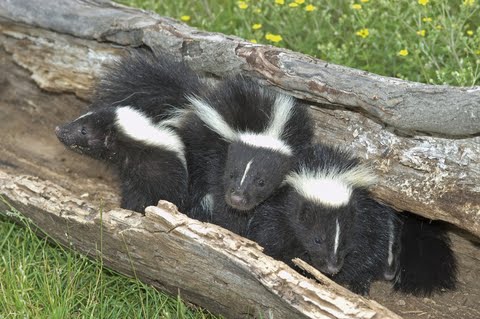 Cambridge & Zanesville OH Wildlife Control and Removal