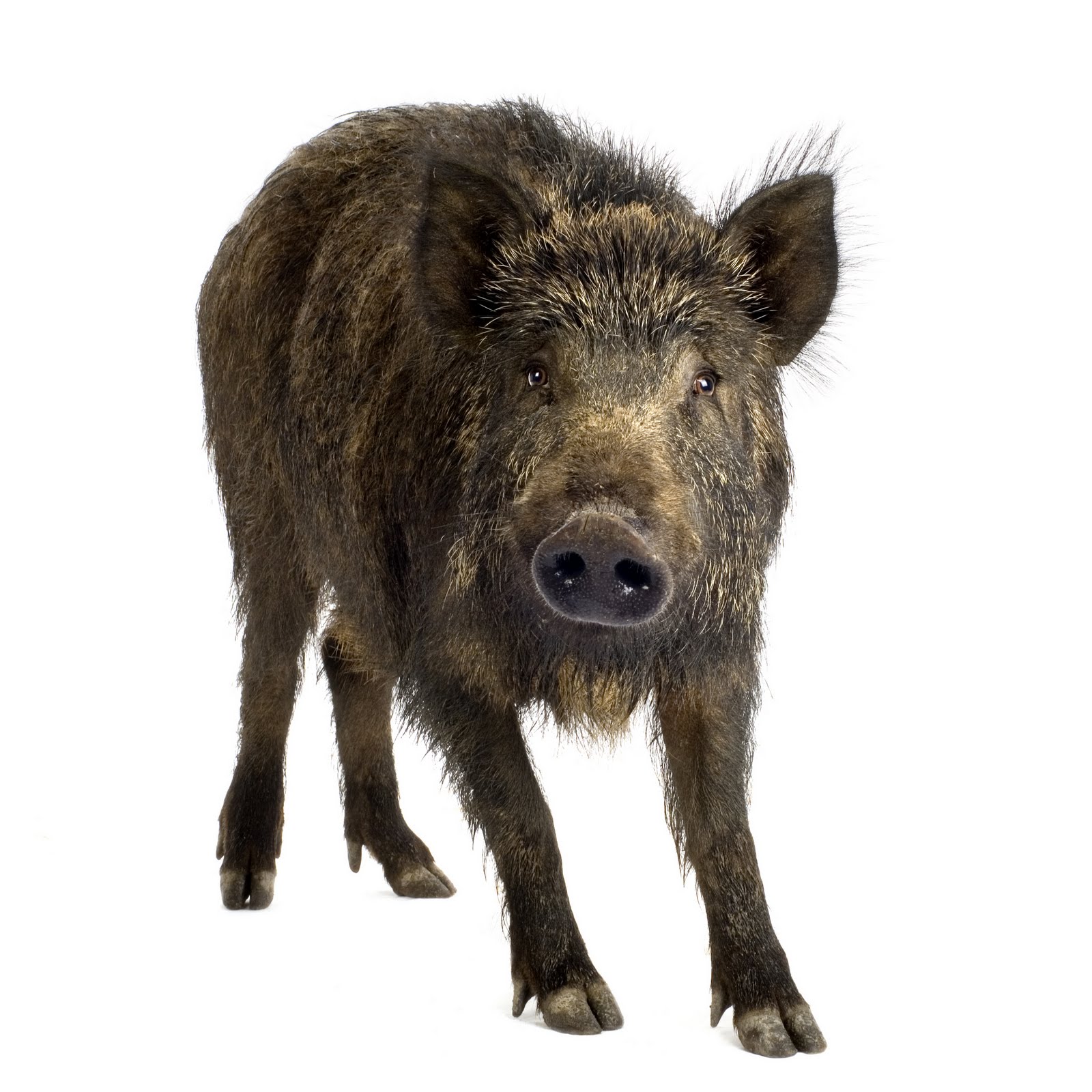 Killeen, Temple & Waco Wildlife Control and Removal: Wild Hog Control ...