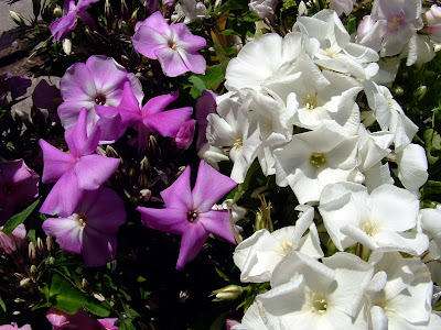 Joshua Pinkham: Color to Evoke Emotion