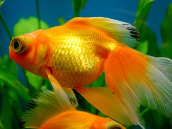 Petland Aquatics: Tips on Keeping Goldfish in a Bowl