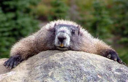 LADY MARMOTA