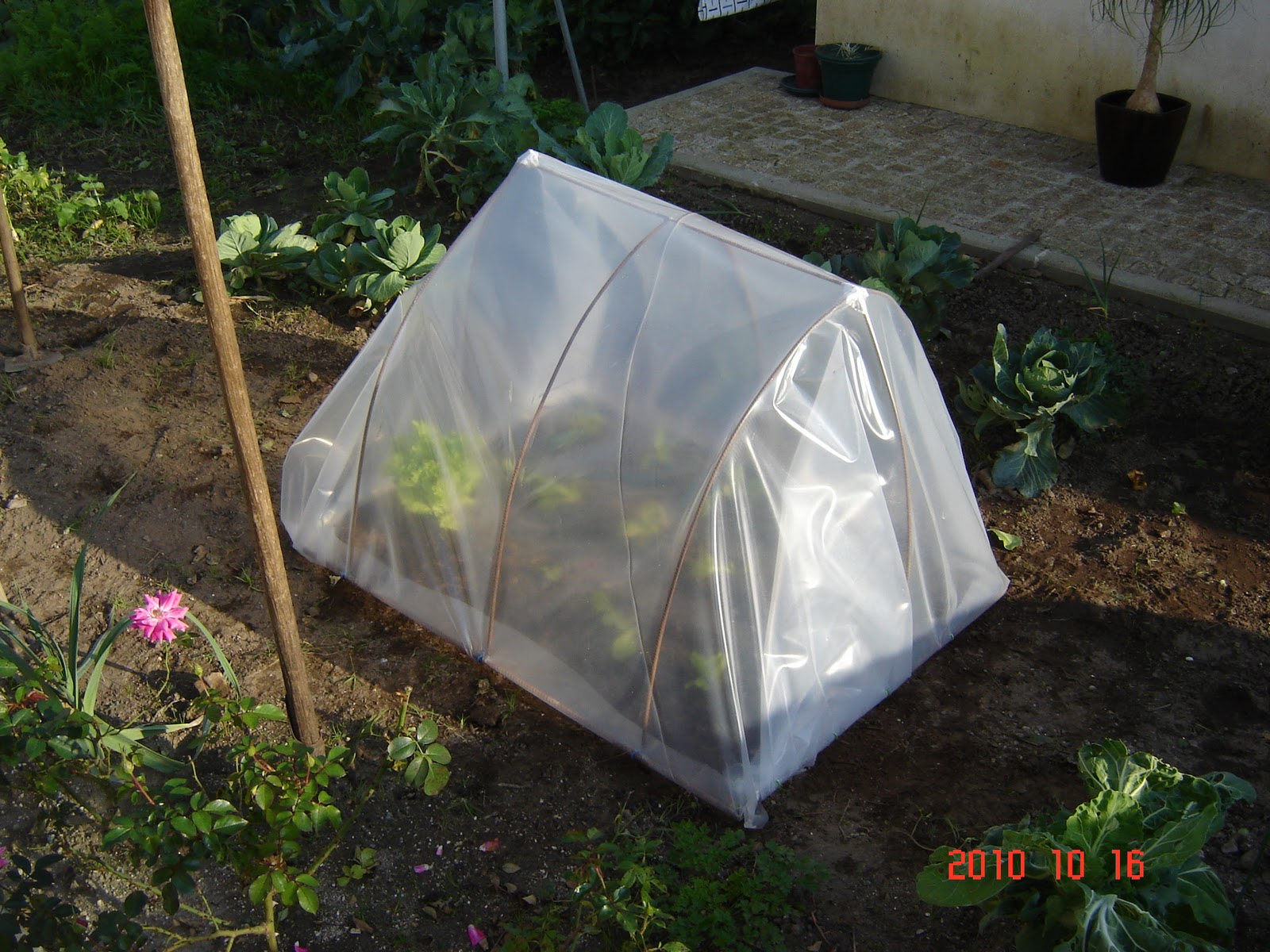 Quintal do Lita: estufa ou mini estufa