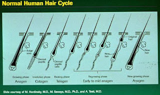 skin diseases and treatment: Hair Diseases and Hair Loss