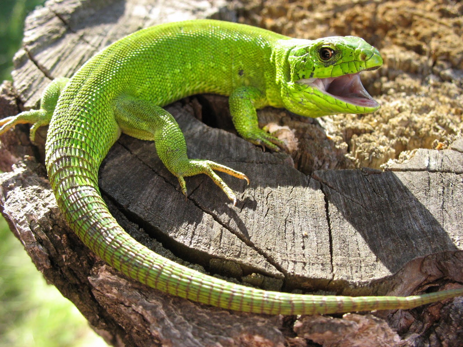 tiptoes: hippo lizzard