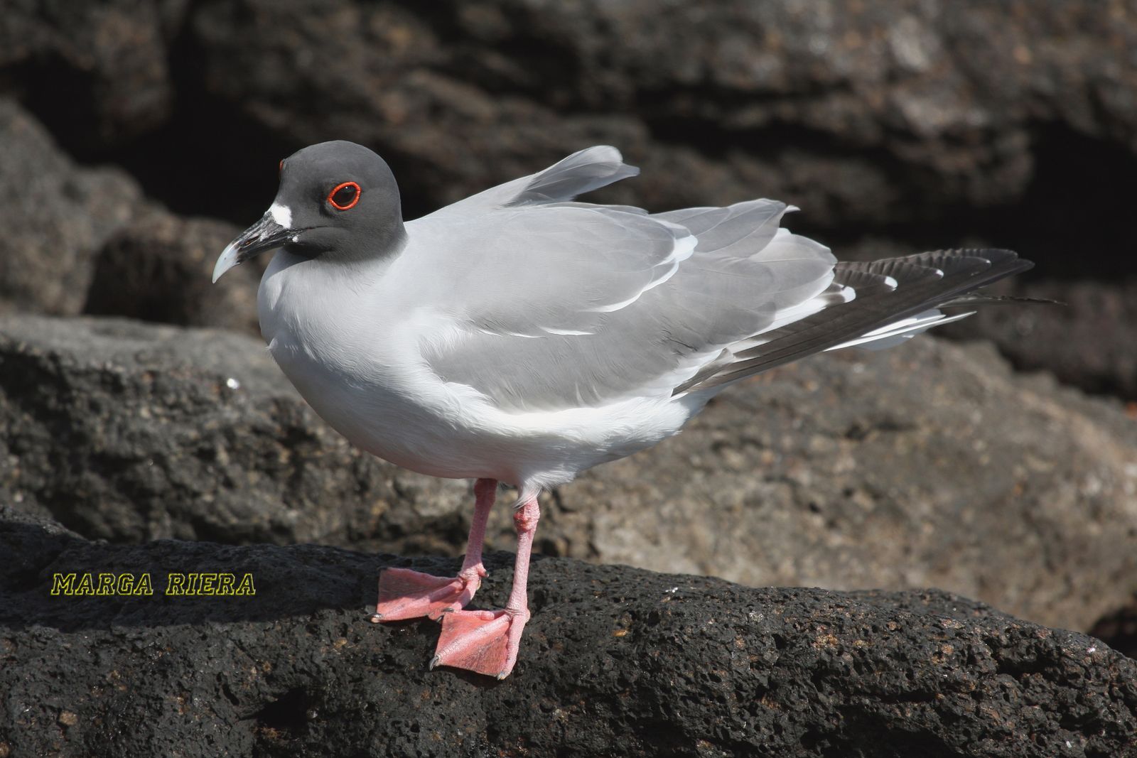 gaviotas y anillas: Gaviota Tijereta. Creagrus furcatus.