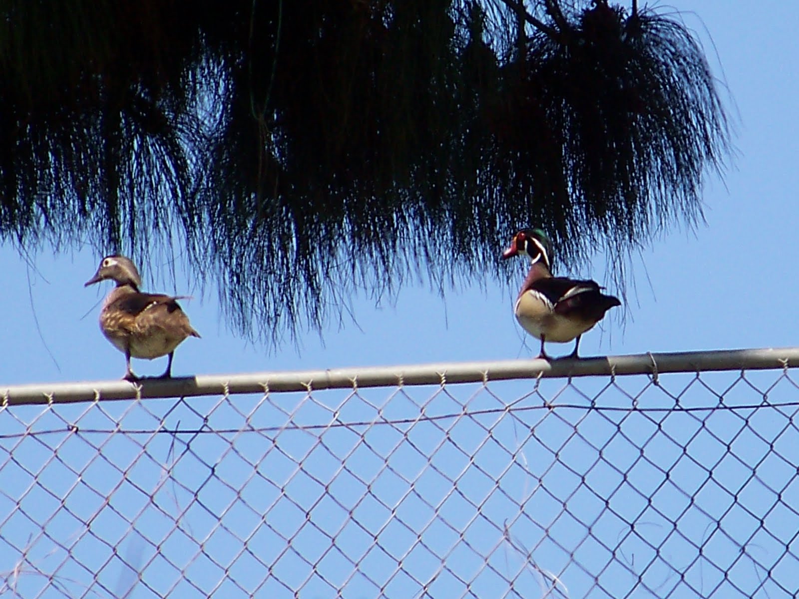 OC Birder Girl: Spring in Craig Regional Park