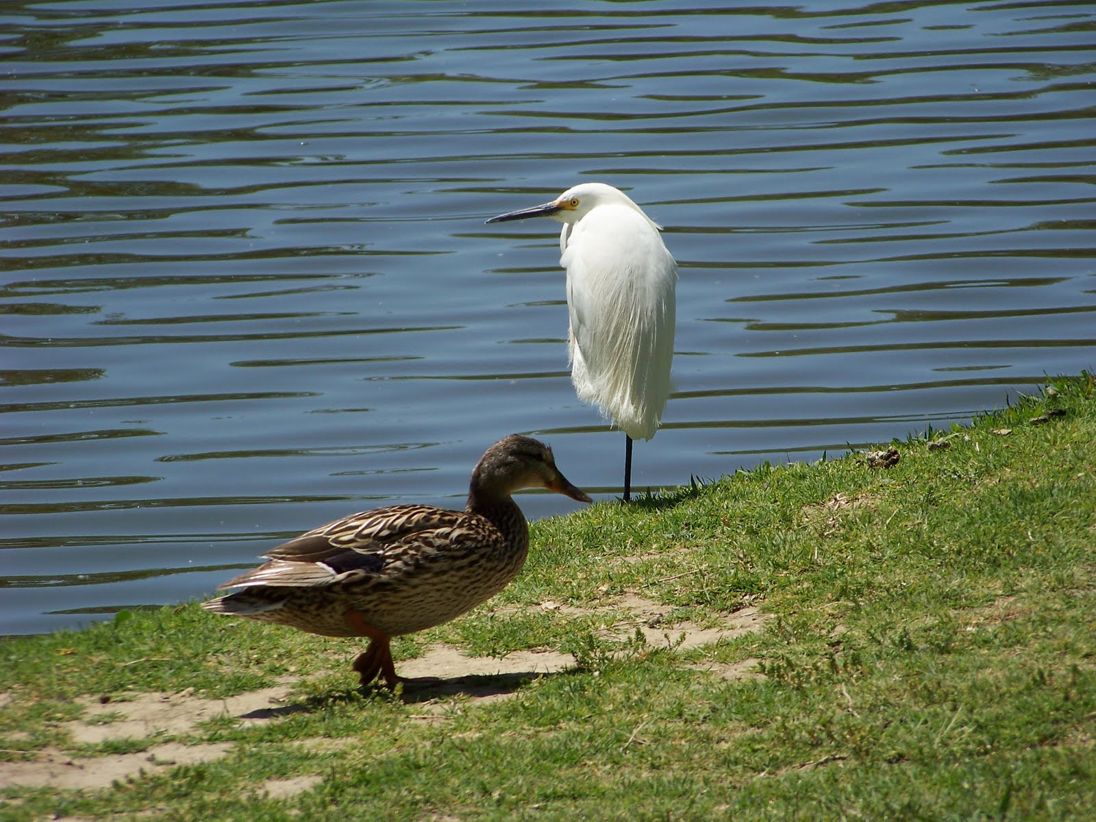 OC Birder Girl: Spring in Craig Regional Park