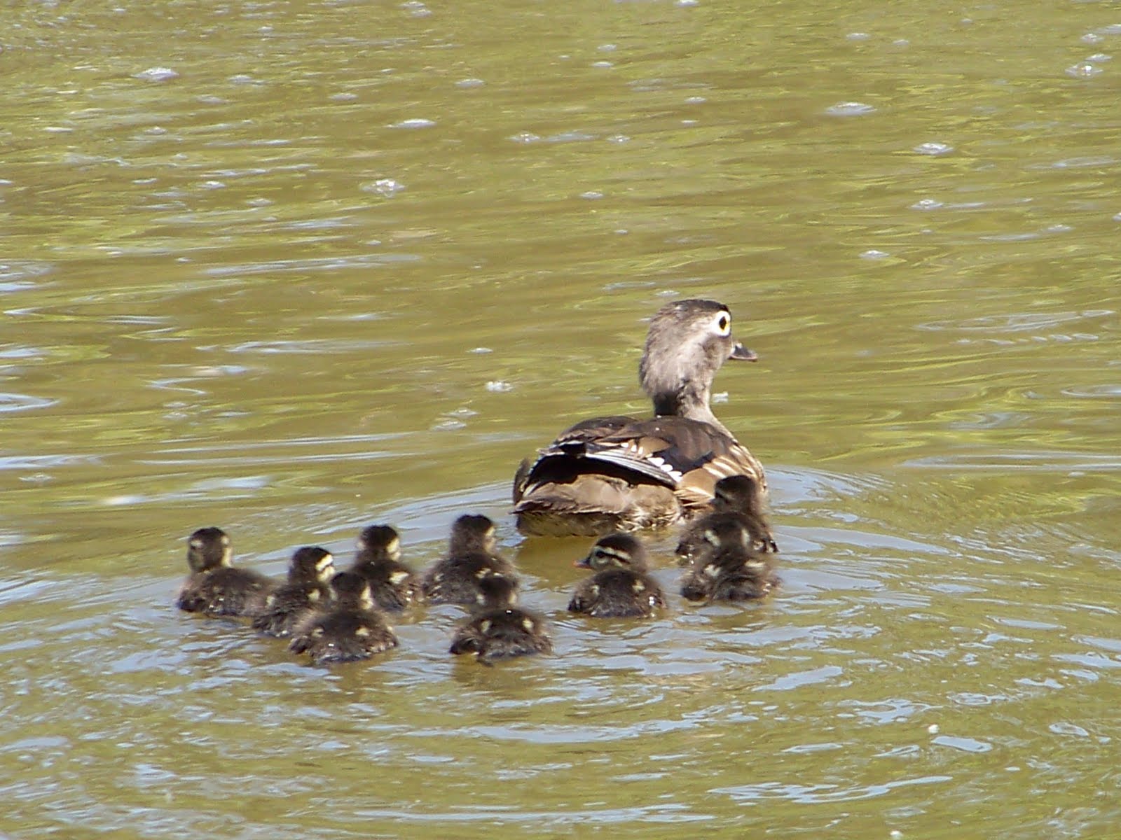 OC Birder Girl: Spring in Craig Regional Park