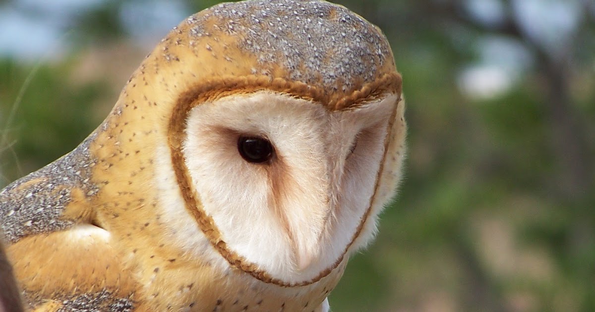 Barn Owl Food Web Sheet
