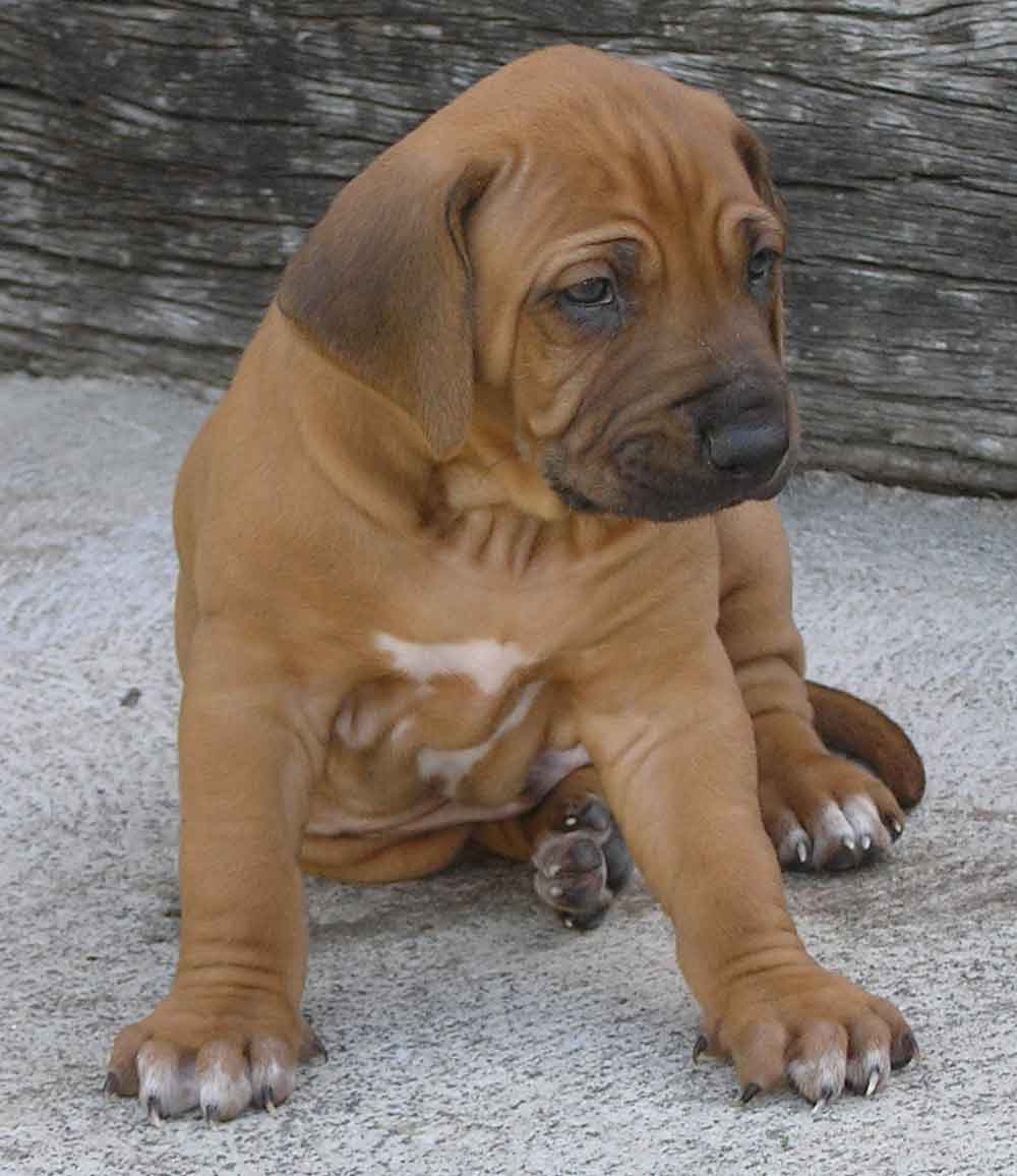 Ridgeback de Rodesia | Perros de raza