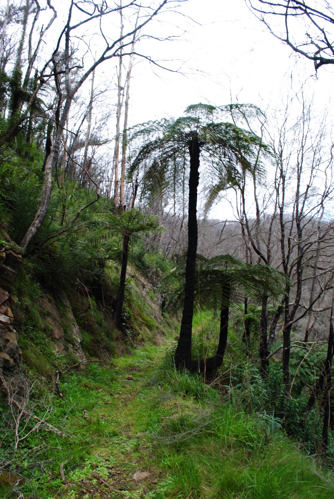 Poverty Point Bridge Walk - Baw Baw National Park, Walhalla...