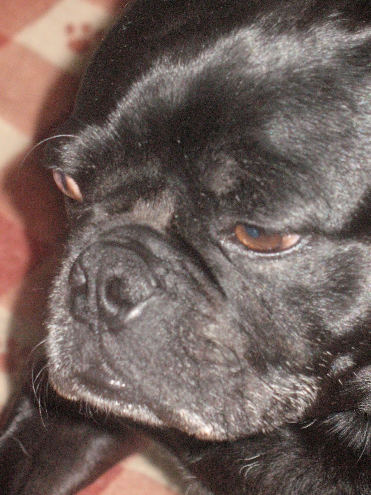 Confessions of a Bad Dog: Photo Shoot!