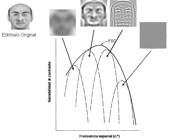 Psicología de la Percepción - UCM: Percepción Facial