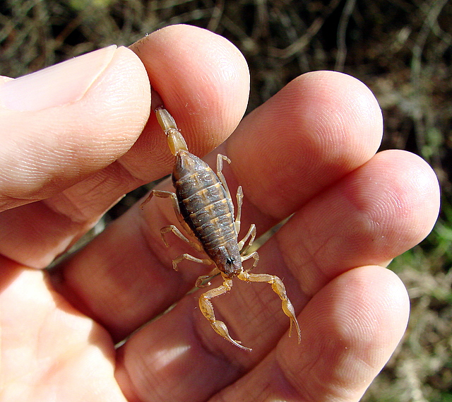 PURE FLORIDA: Scorpion Surgery