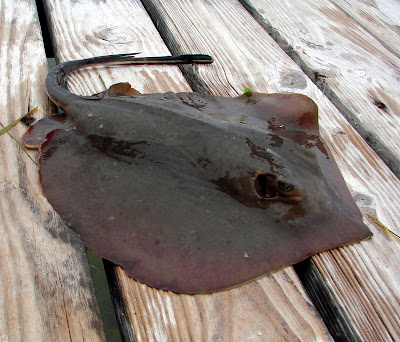 PURE FLORIDA: Flat Sharks At Camp