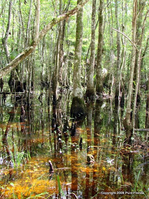 PURE FLORIDA: Swamp Scenes