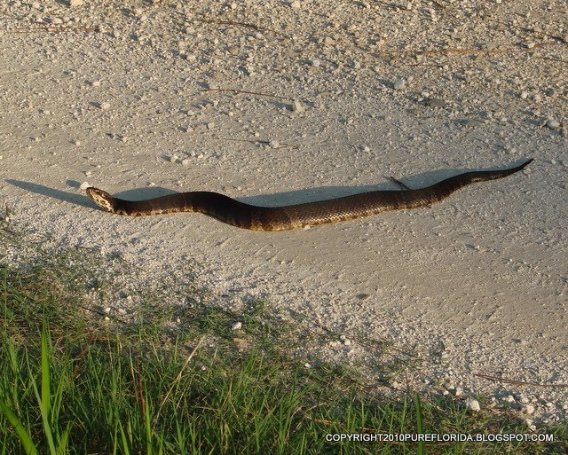 PURE FLORIDA: Water Moccasin's Lament: VIDEO UPDATE