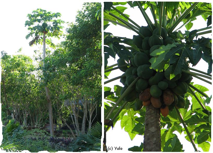 Ningún lugar está lejos... en RD: Lechosa mata de coco, de tan alta