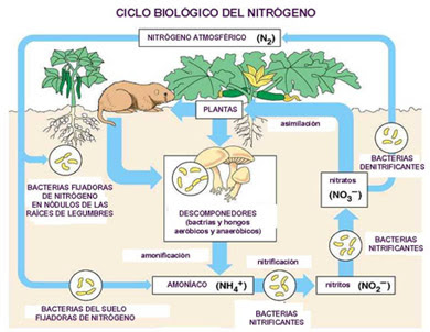 Ciencias de la Naturaleza 2º ESO: Flujo de energía y ciclo de la ...
