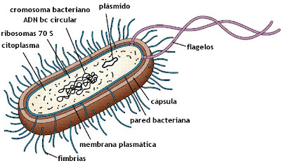 Biología y Geología 1º Bachillerato