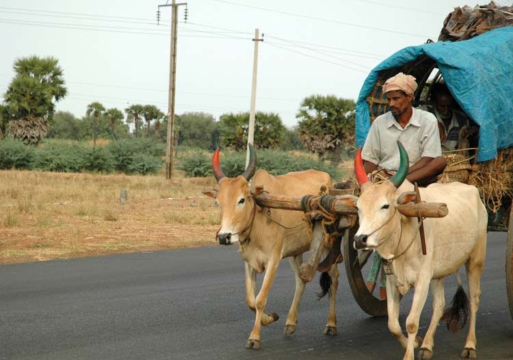 Rural Culture: Traditional transportation