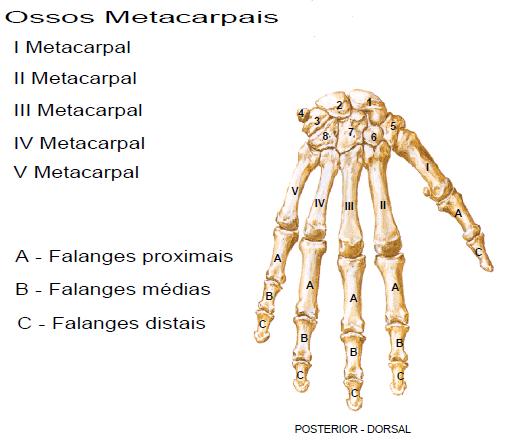 Biomedicina: Osteologia