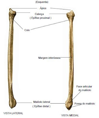 Biomedicina: Osteologia