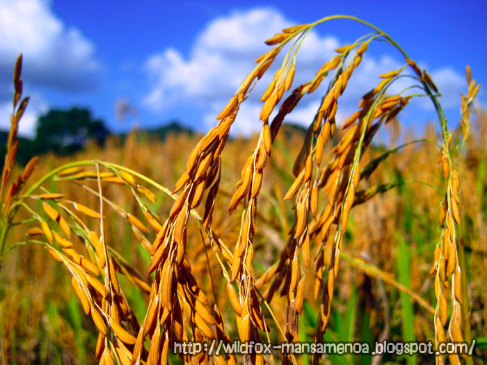 Midie Merapoh: Padi Cerang