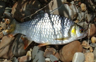 Aram Ngetu: Ikan Tenggalan dan Tengadak (Keturunan Lampam)