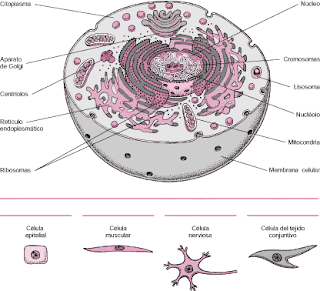 Daily Science Bugle: Citoplasma